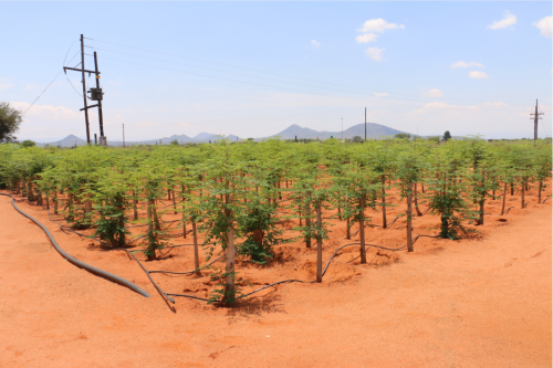 Home Page | Innovation Bridge Portal